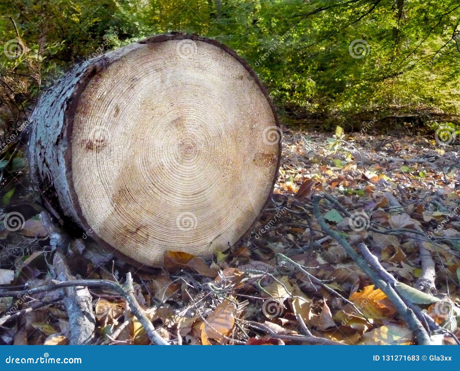A Sawn Tree in the Forest. Trunk Stock Image - Image of ring, tree ...