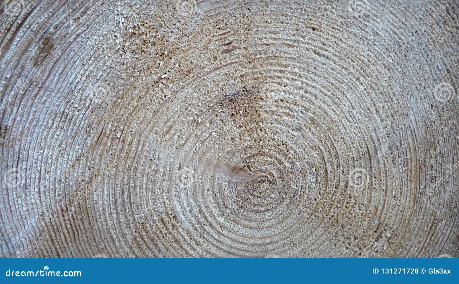 A Sawn Tree in the Forest. Trunk Stock Photo - Image of organic ...