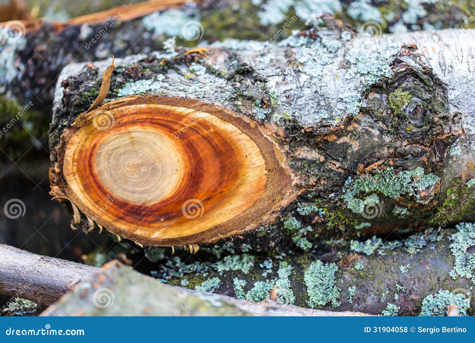 Sawn Tree Log with Lichen on Bark Stock Photo - Image of tree, diagonal ...