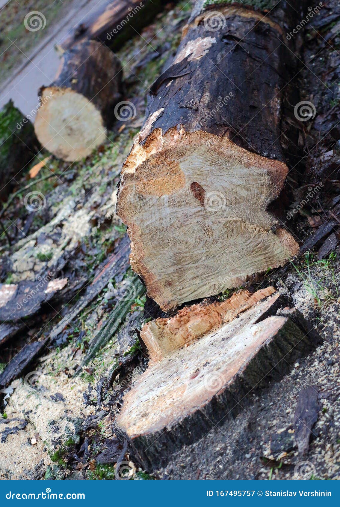 Sawn Tree and the Remaining Stump of it Stock Image - Image of nature ...