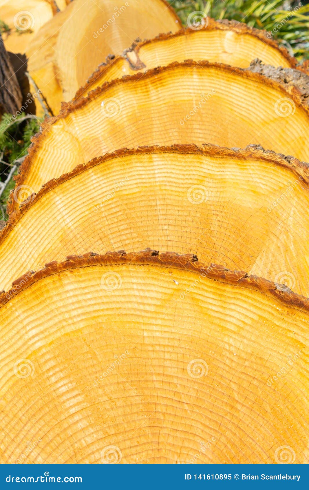 Sawn Tree Rounds Closeup of Circle Patterns of a Cut Tree Showing ...