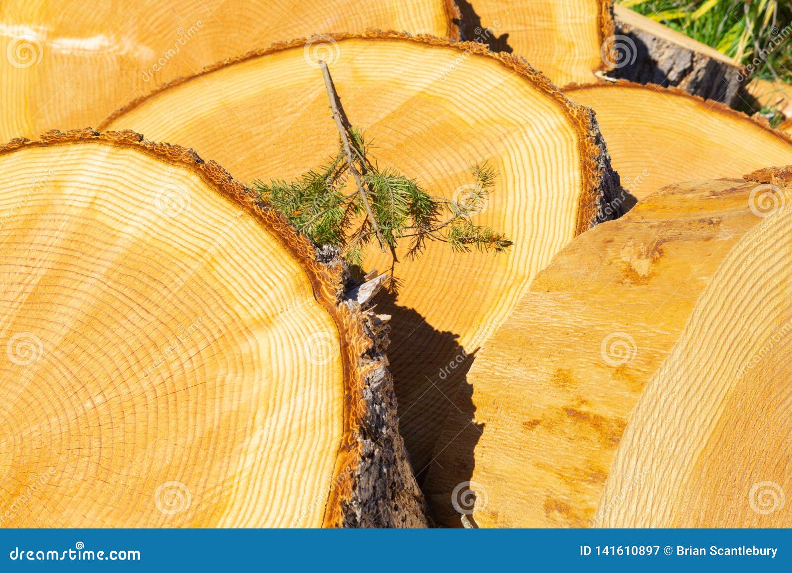 Sawn Tree Rounds Closeup of Circle Patterns of a Cut Tree Showing ...