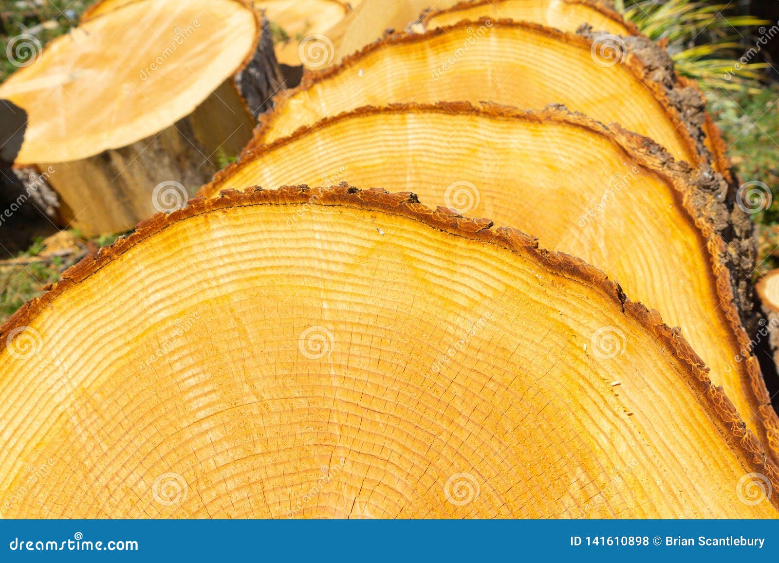 Sawn Tree Rounds Closeup of Circle Patterns of a Cut Tree Showing ...