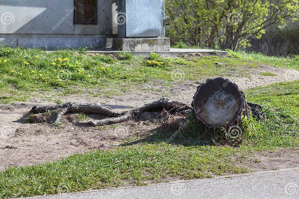 .a Sawn Tree Stump on the Ground Stock Image - Image of crash, broken ...