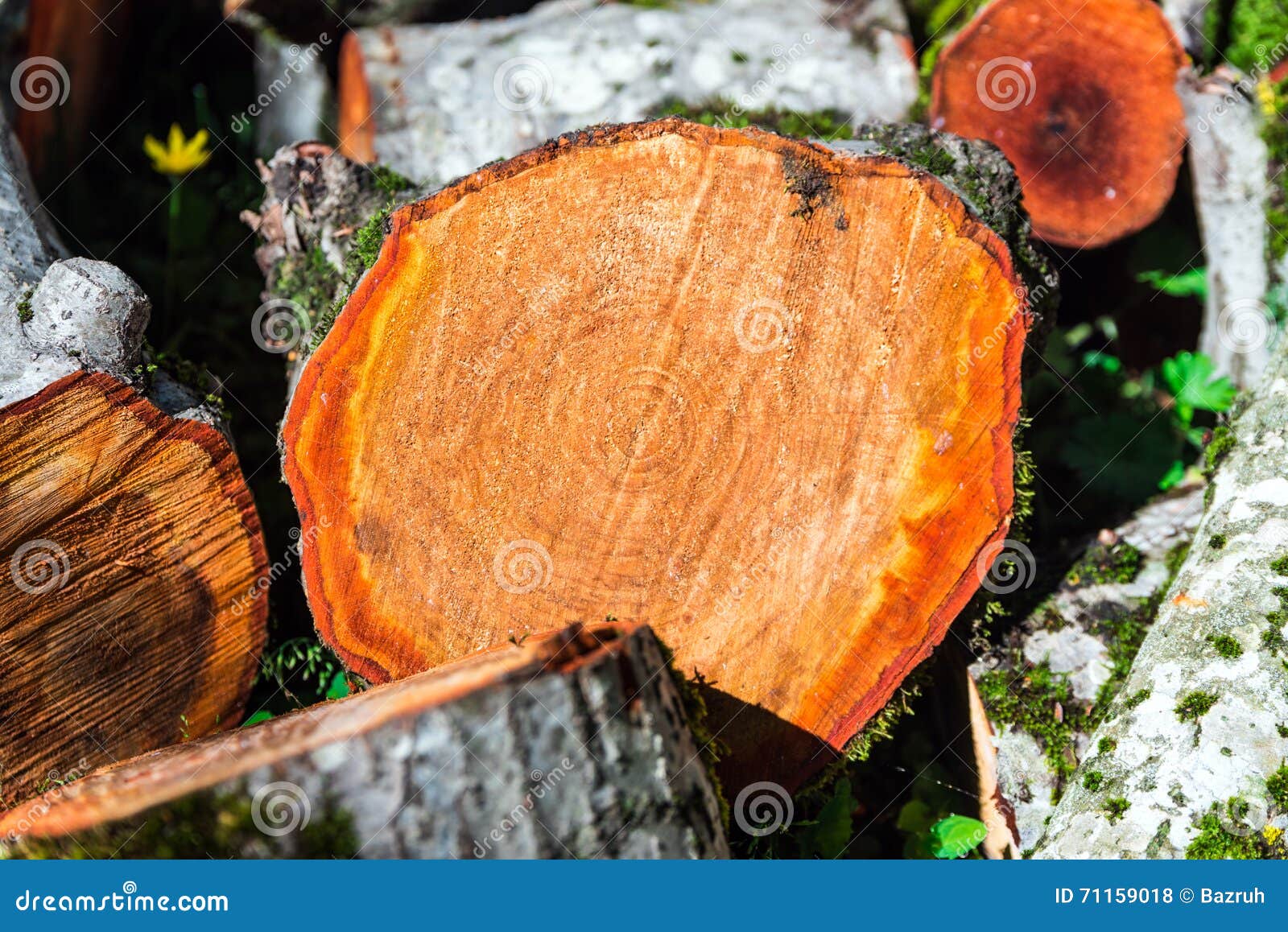 Sawn tree trunk stock photo. Image of flora, concept - 71159018