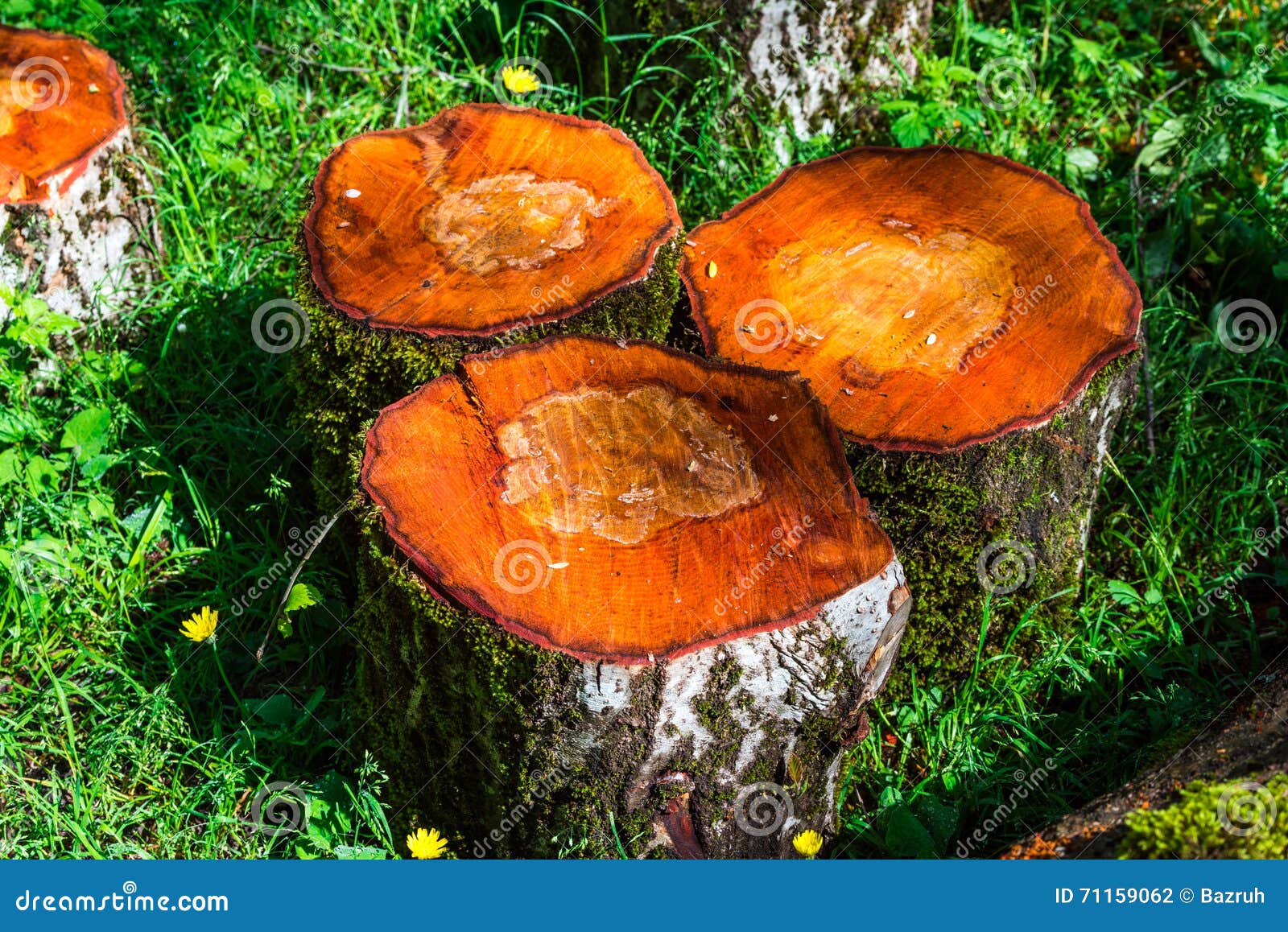 Sawn tree trunk stock photo. Image of forest, conservation - 71159062