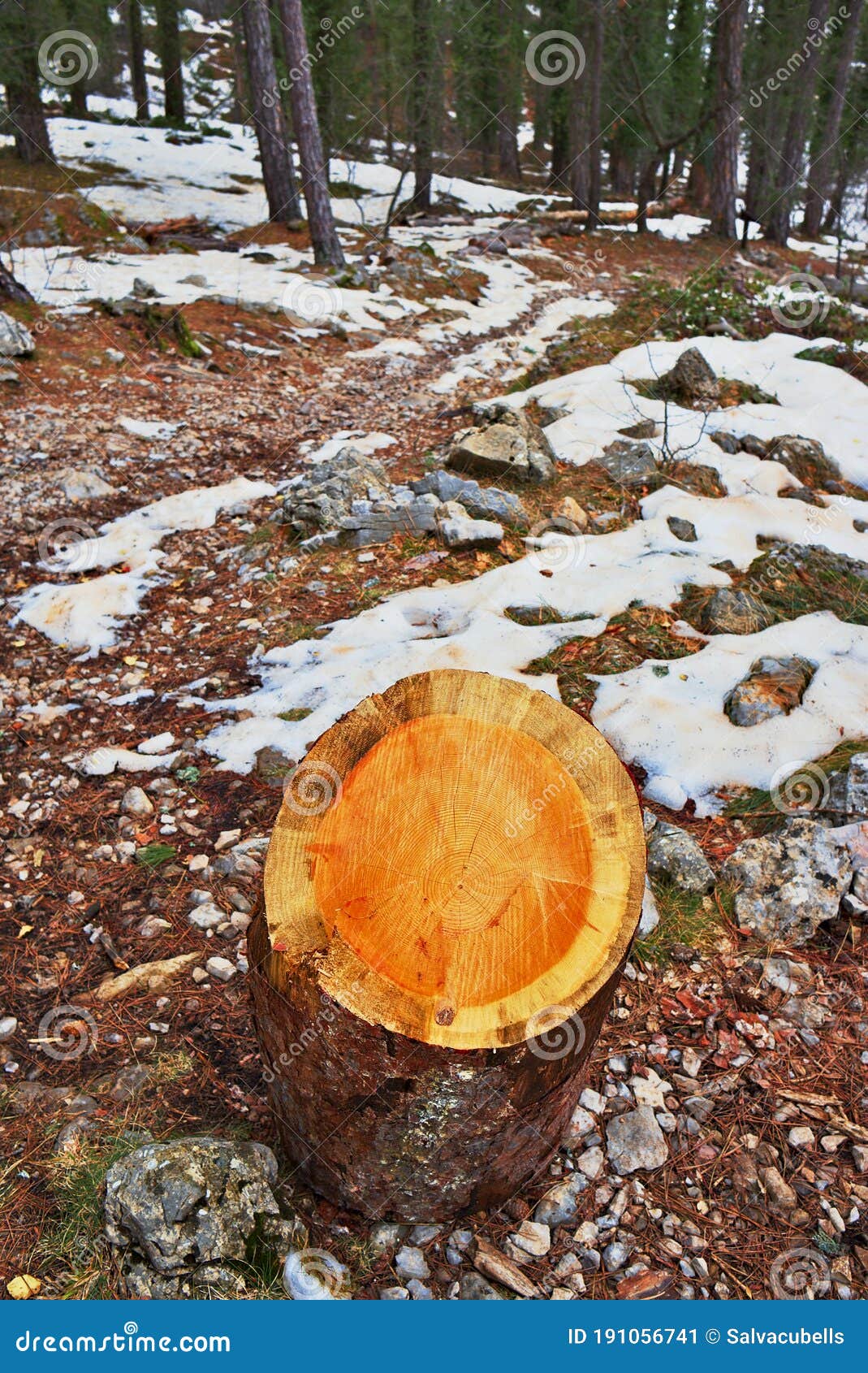 Sawn Tree Trunk in the Forest Stock Image - Image of sawn, horizontal ...