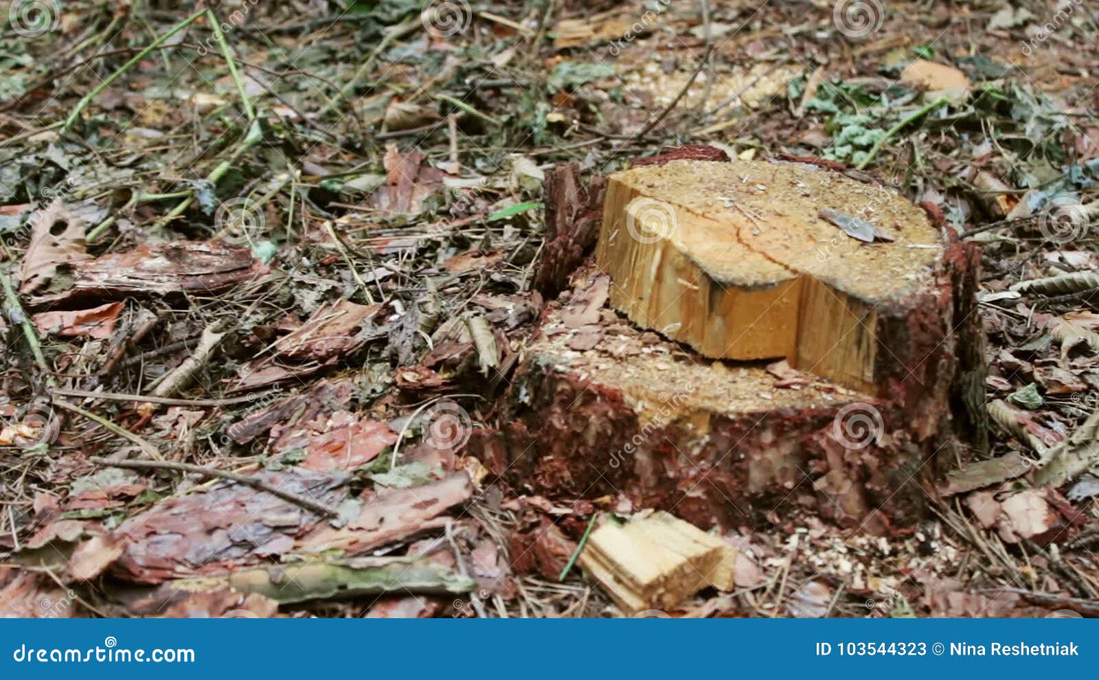 Sawn Tree Trunk in the Forest. the Trunk of Tree Was only Cut Down and ...