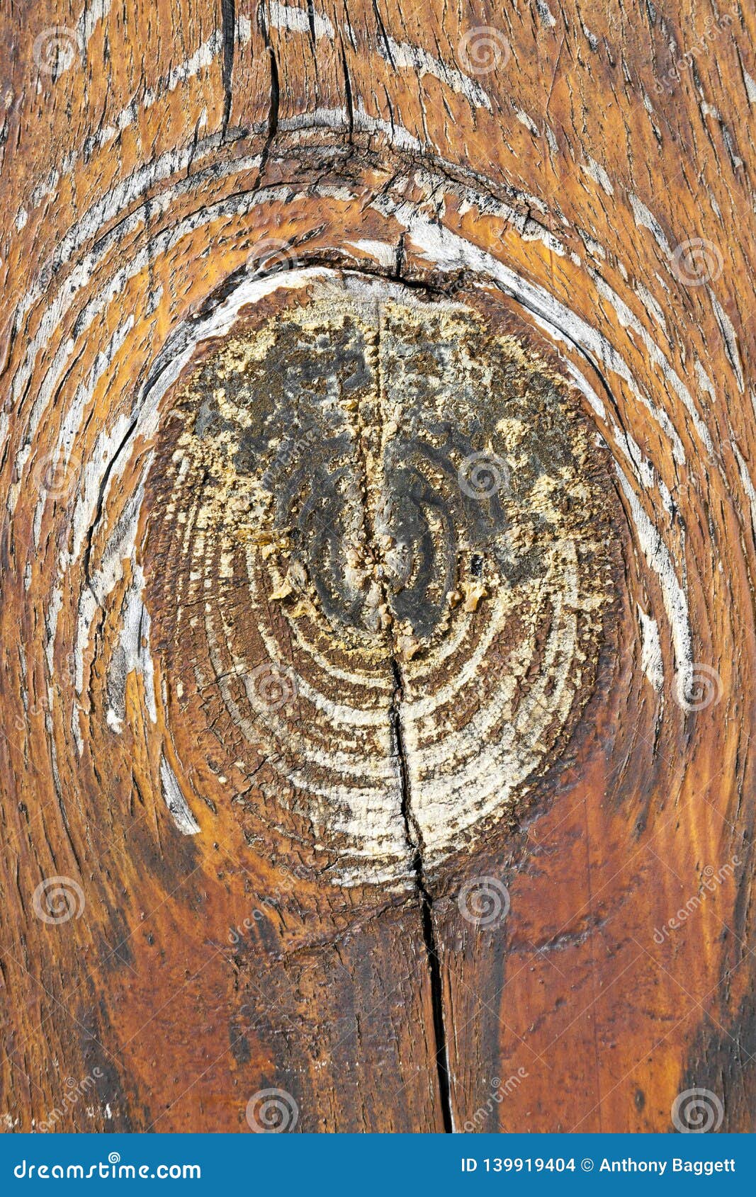 Sawn Tree Trunk Log Background Stock Photo - Image of circular, pattern ...