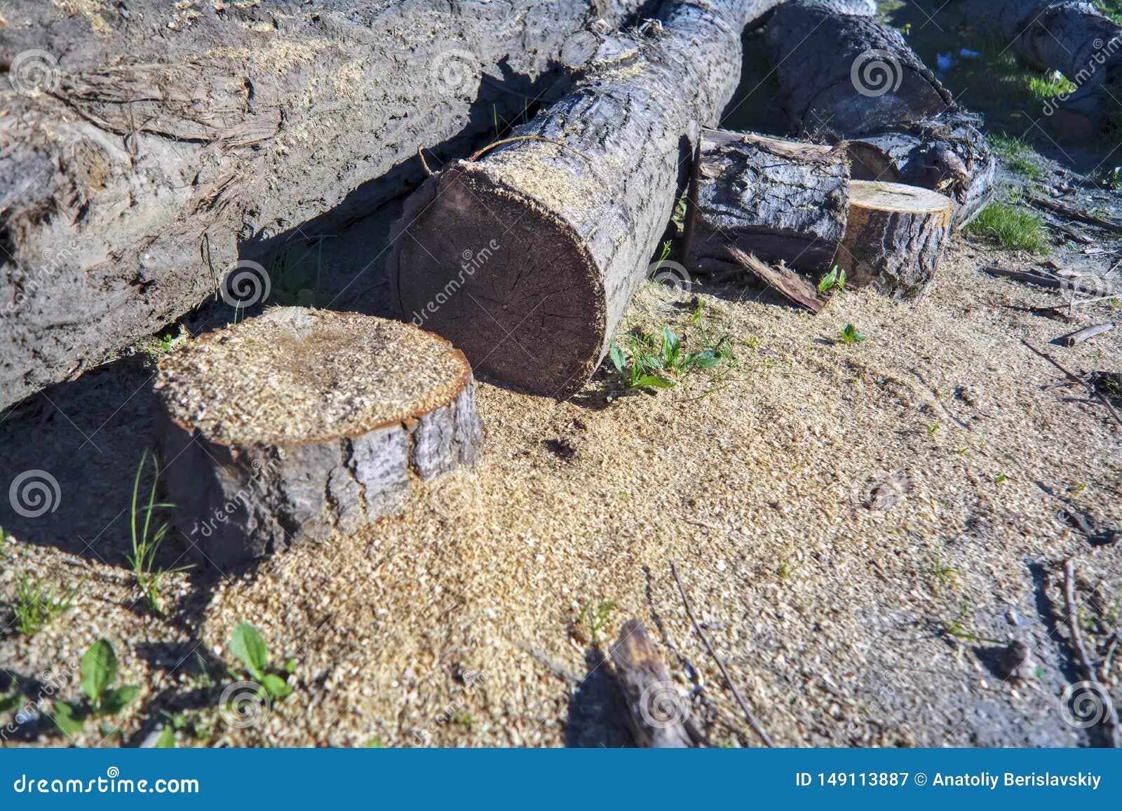 Sawn Tree Trunks Lie on the Green Grass.. Cleaning the Park from Old ...