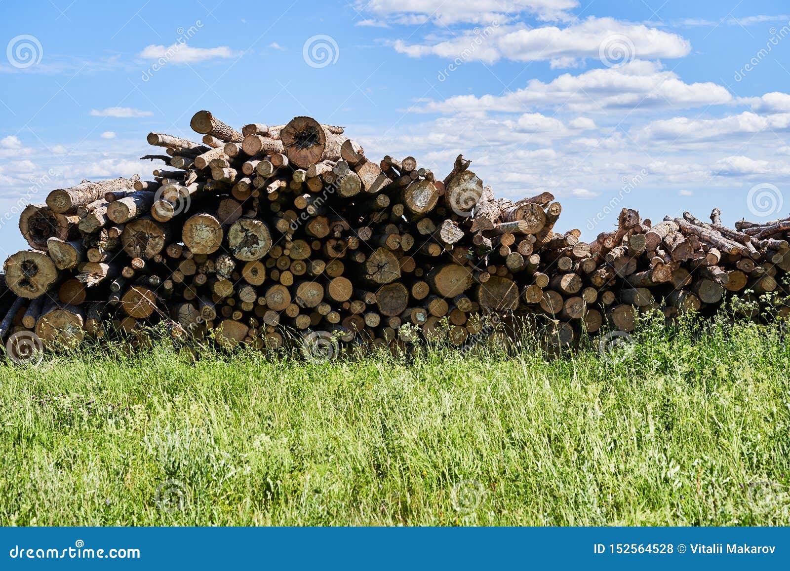 Sawn Tree Trunks Lie in a Large Pile. Timber Harvesting Stock Photo ...