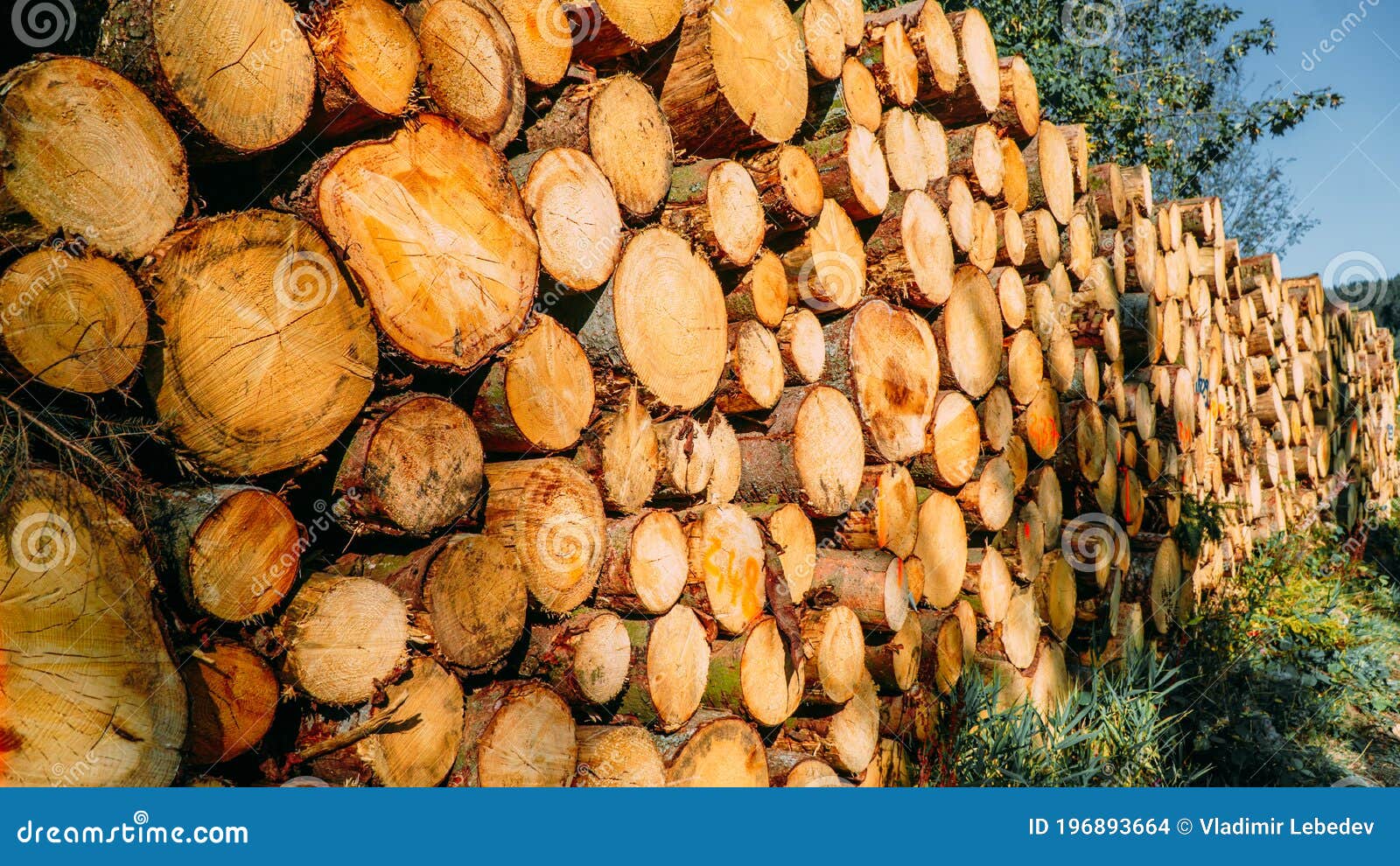 Sawn Tree Trunks Lie Stacked on the Ground in the Forest at Logging ...