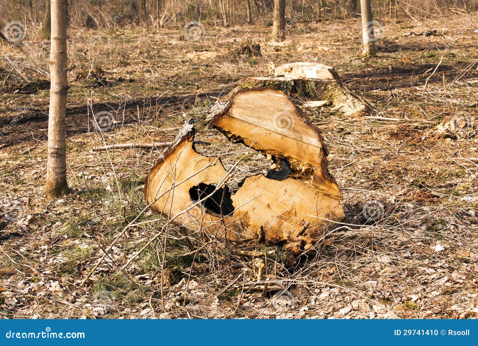The sawn tree stock photo. Image of action, cutting, environmental ...