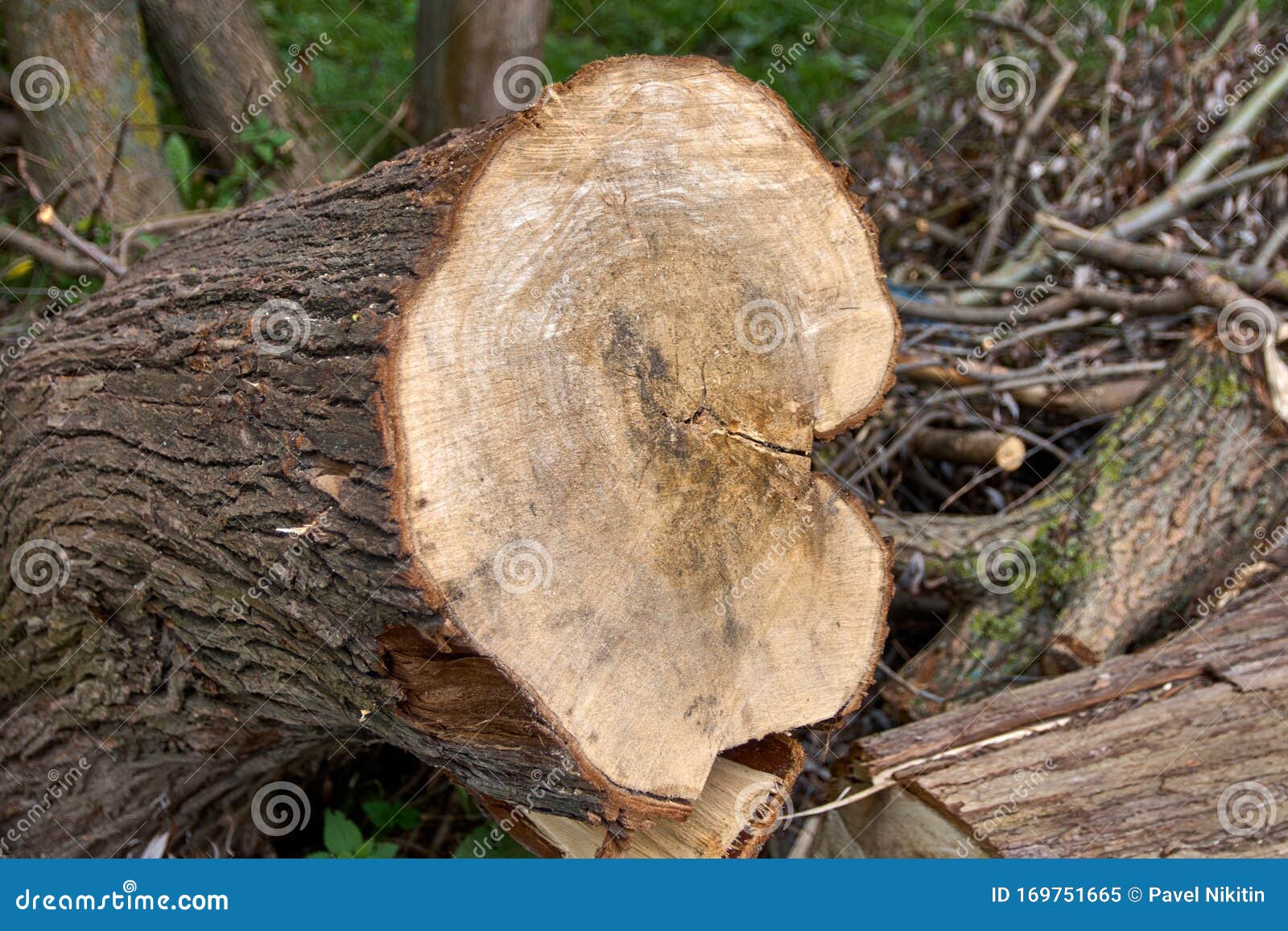 Sawn Trees Fallen from the Wind Stock Image - Image of hurricane ...