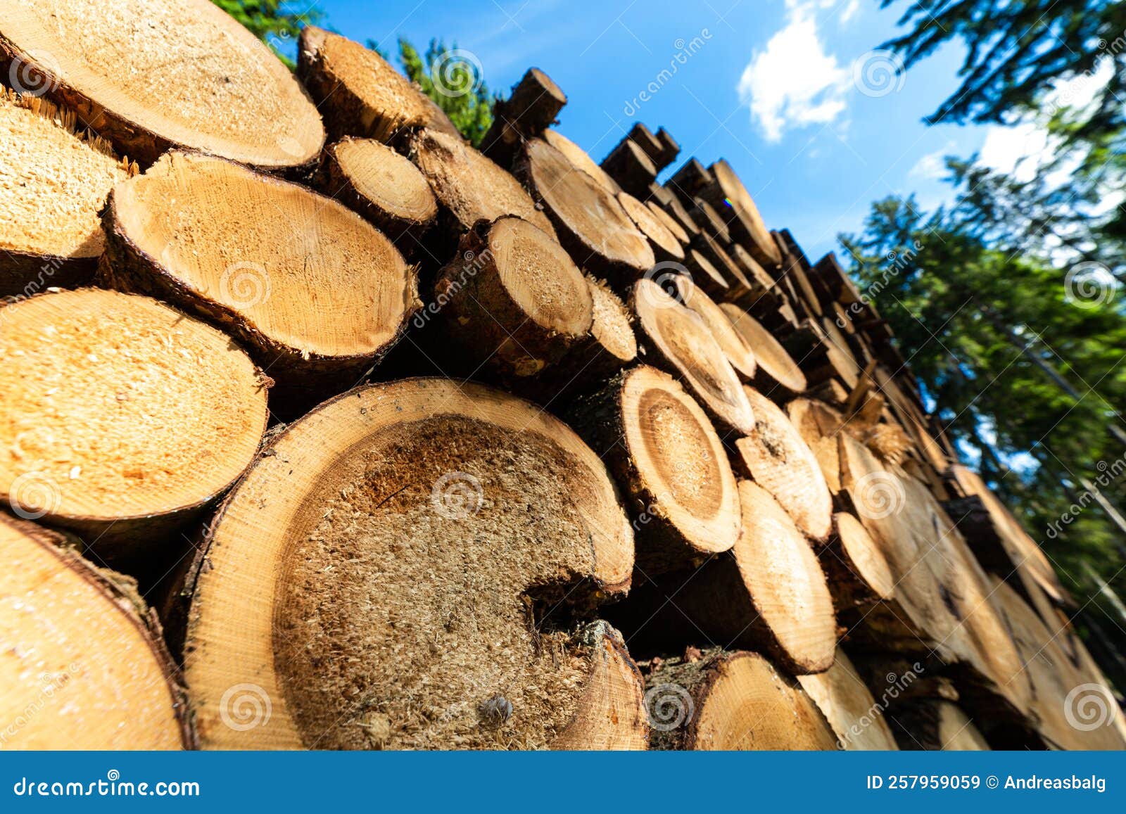Log Trunks Pile, the Logging Timber Forest Wood Industry. Sawn Trees ...