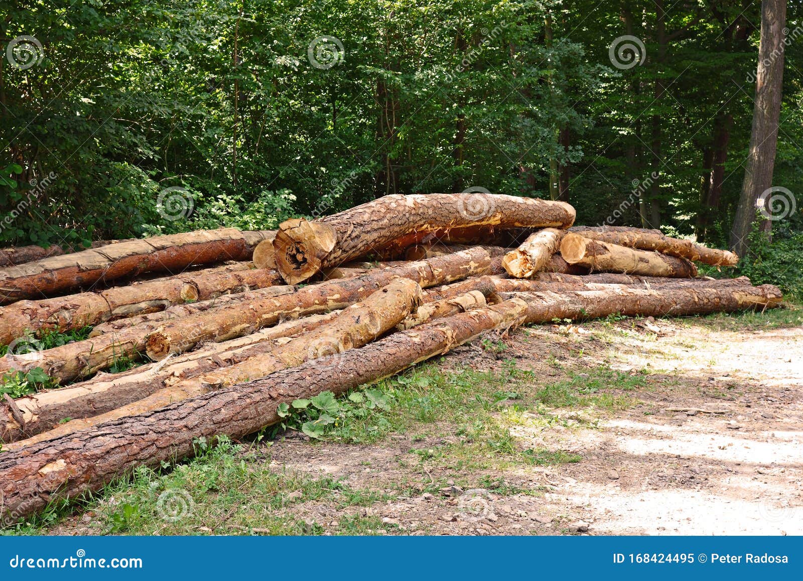 Sawn trees in the woods stock image. Image of deforest - 168424495