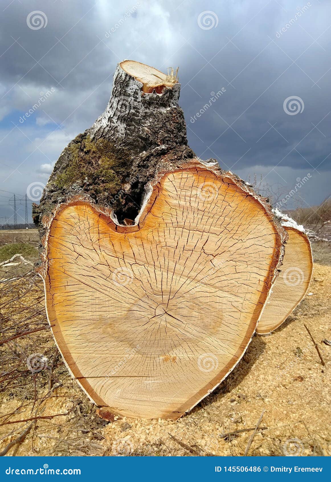 The Sawn Trunk of a Birch Tree Lies on the Ground Stock Photo - Image ...