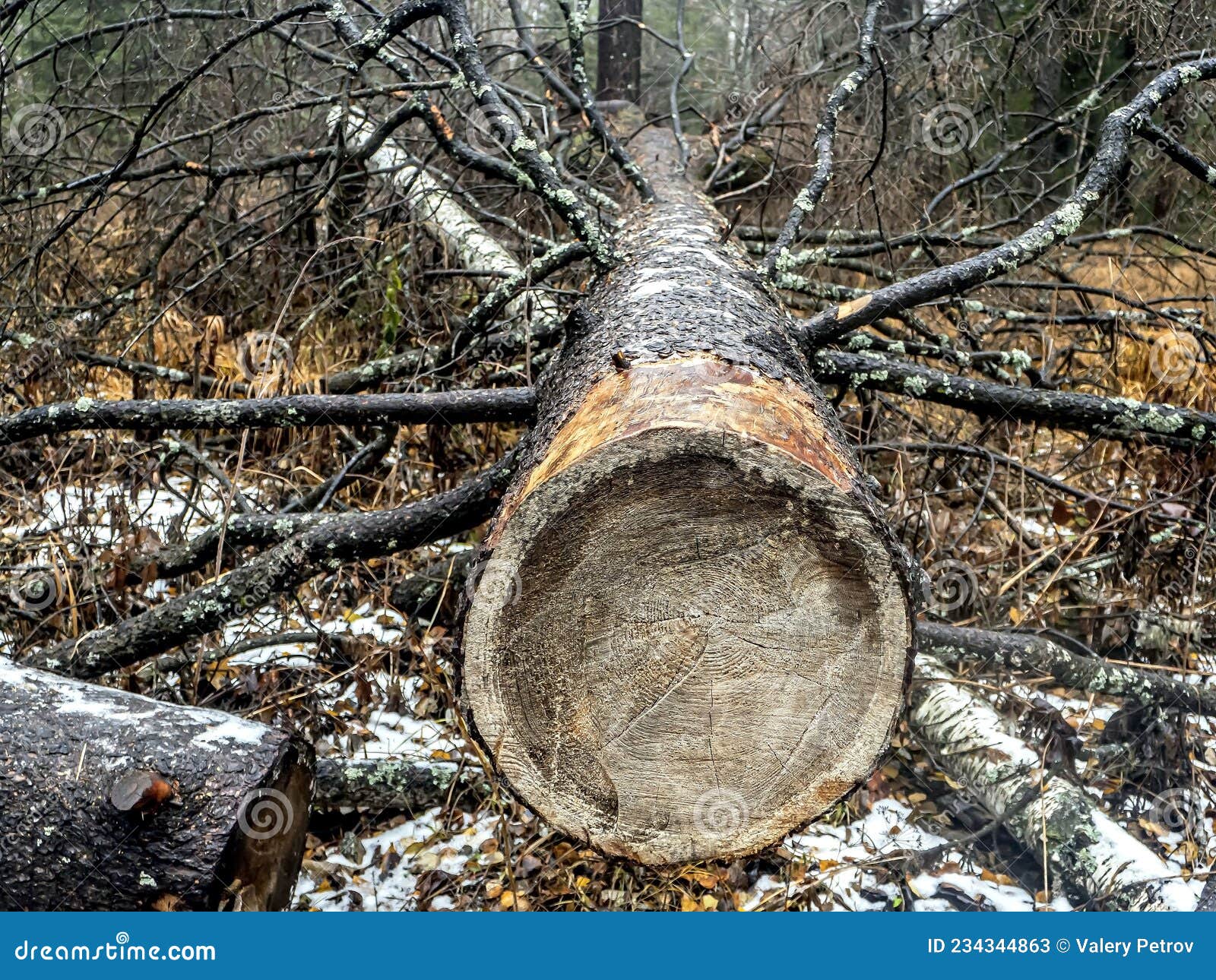Sawn Trunk of a Fallen Old Tree Stock Image - Image of plant, texture ...