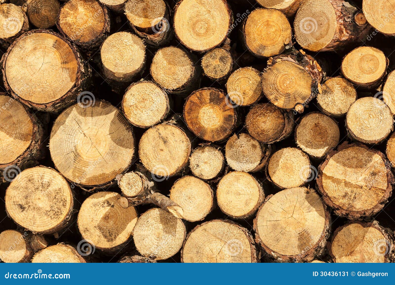Sawn Trunks of Trees in the Autumn Sun Stock Image - Image of industry ...