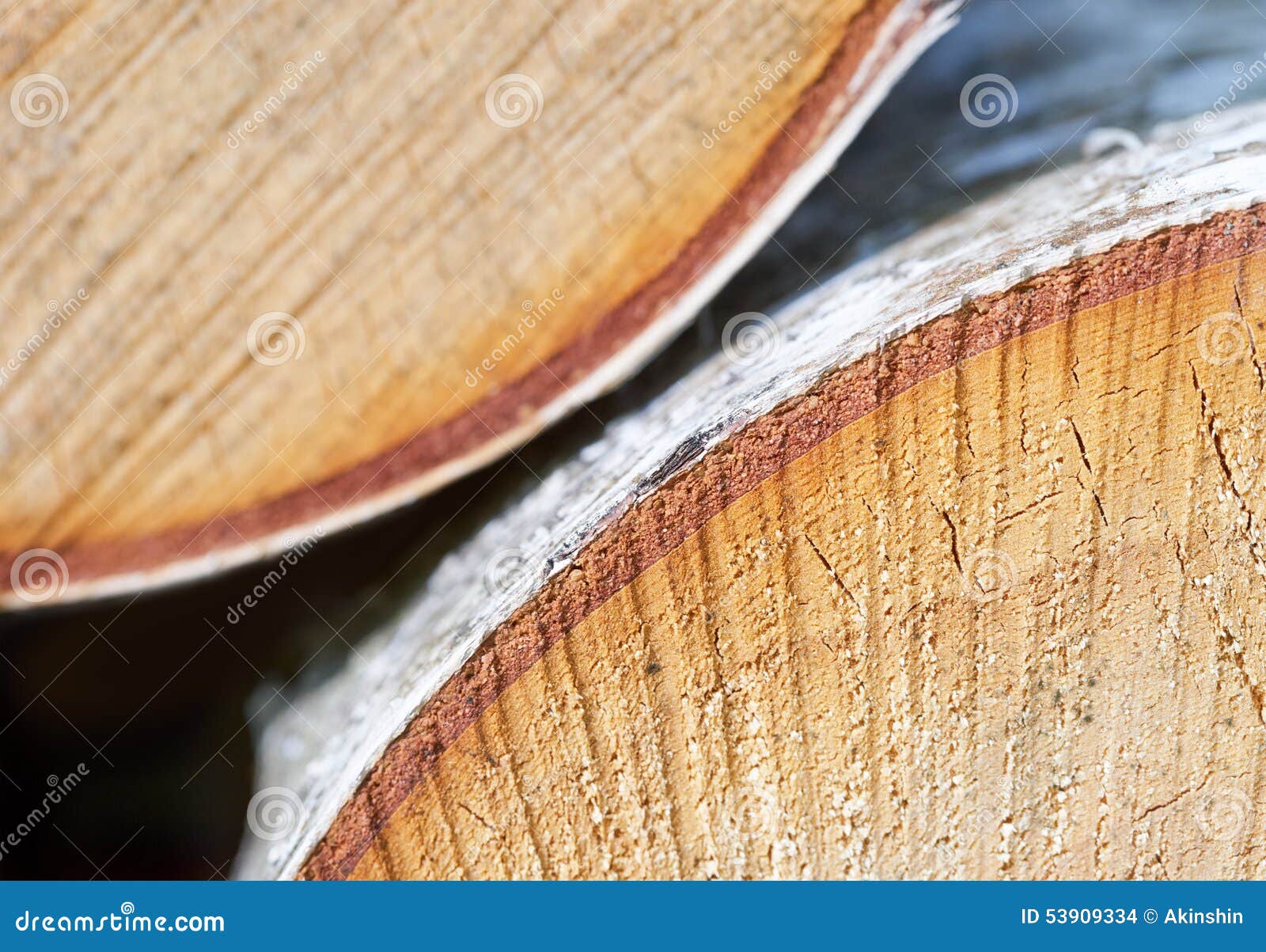 Sawn Up Tree, Cork Layer Close-up Stock Photo - Image of texture, sawn ...