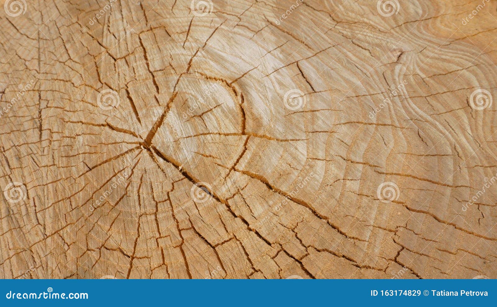 Sawn wood texture stock image. Image of timber, texture - 163174829
