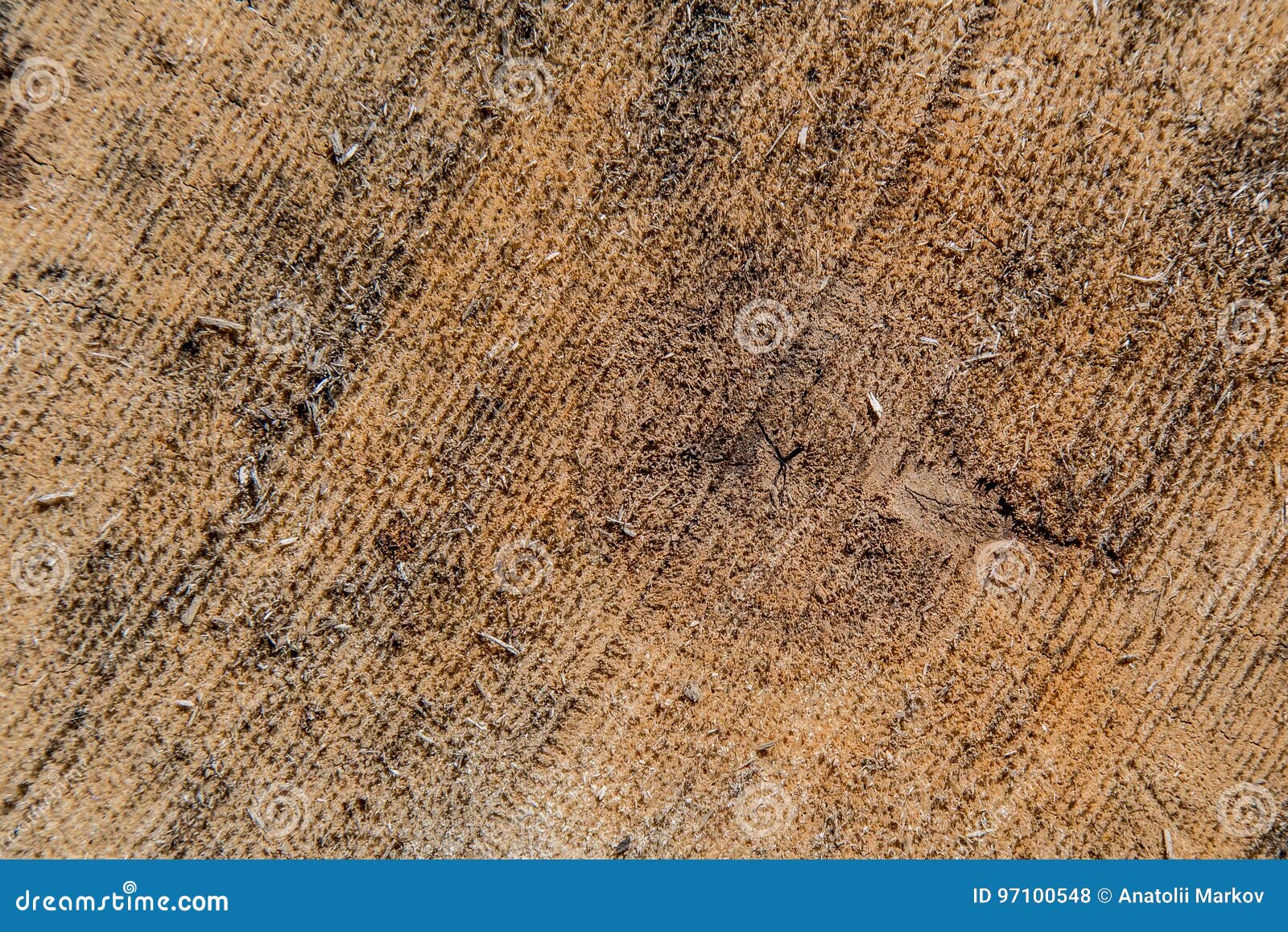 Sawn wood texture stock photo. Image of nature, hardwood - 97100548