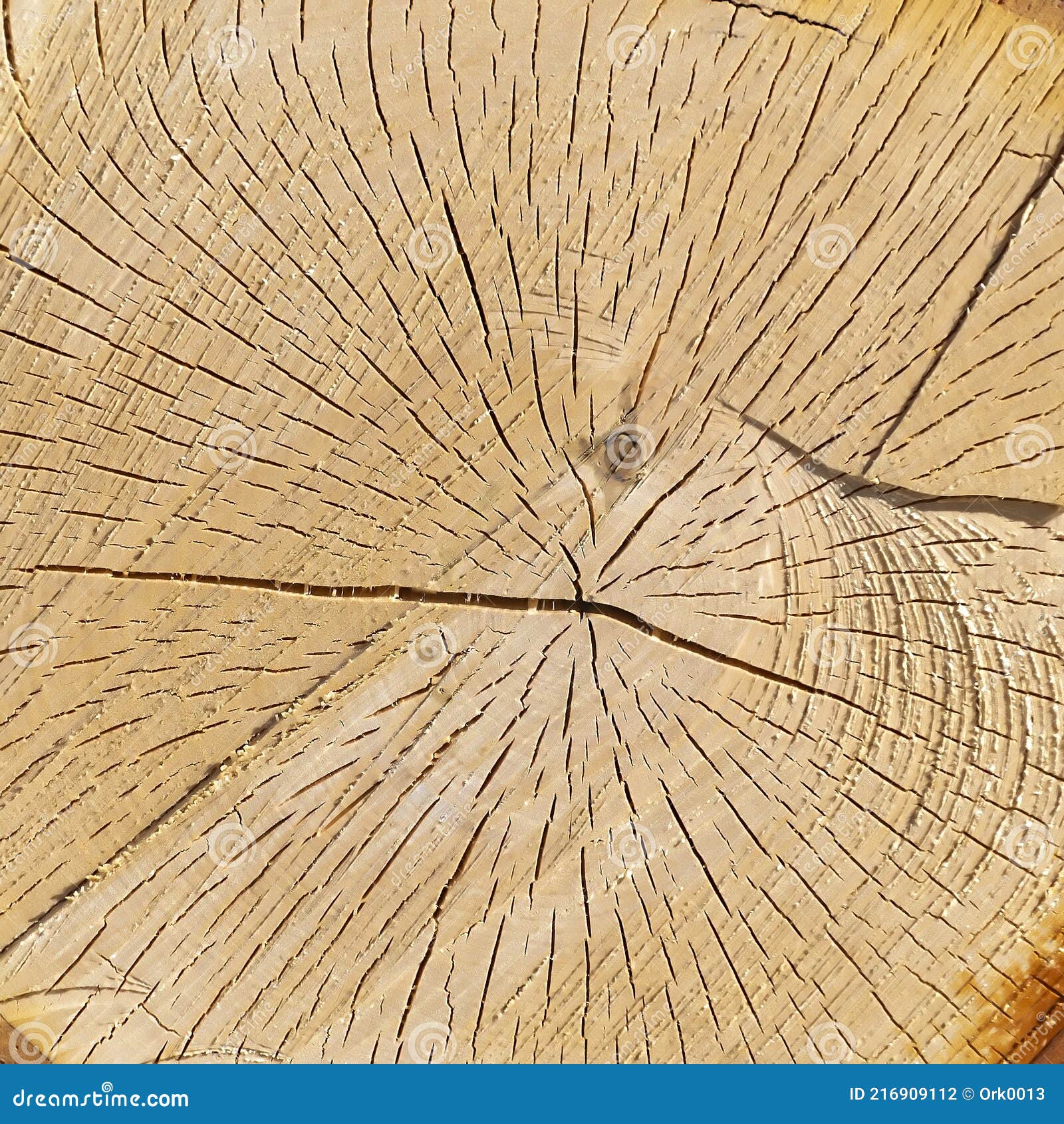 Sawn wood texture stock photo. Image of lumber, brown - 216909112