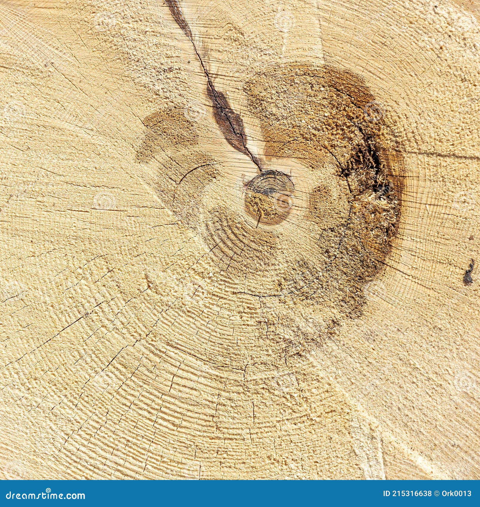 Sawn wood texture stock photo. Image of bark, round - 215316638