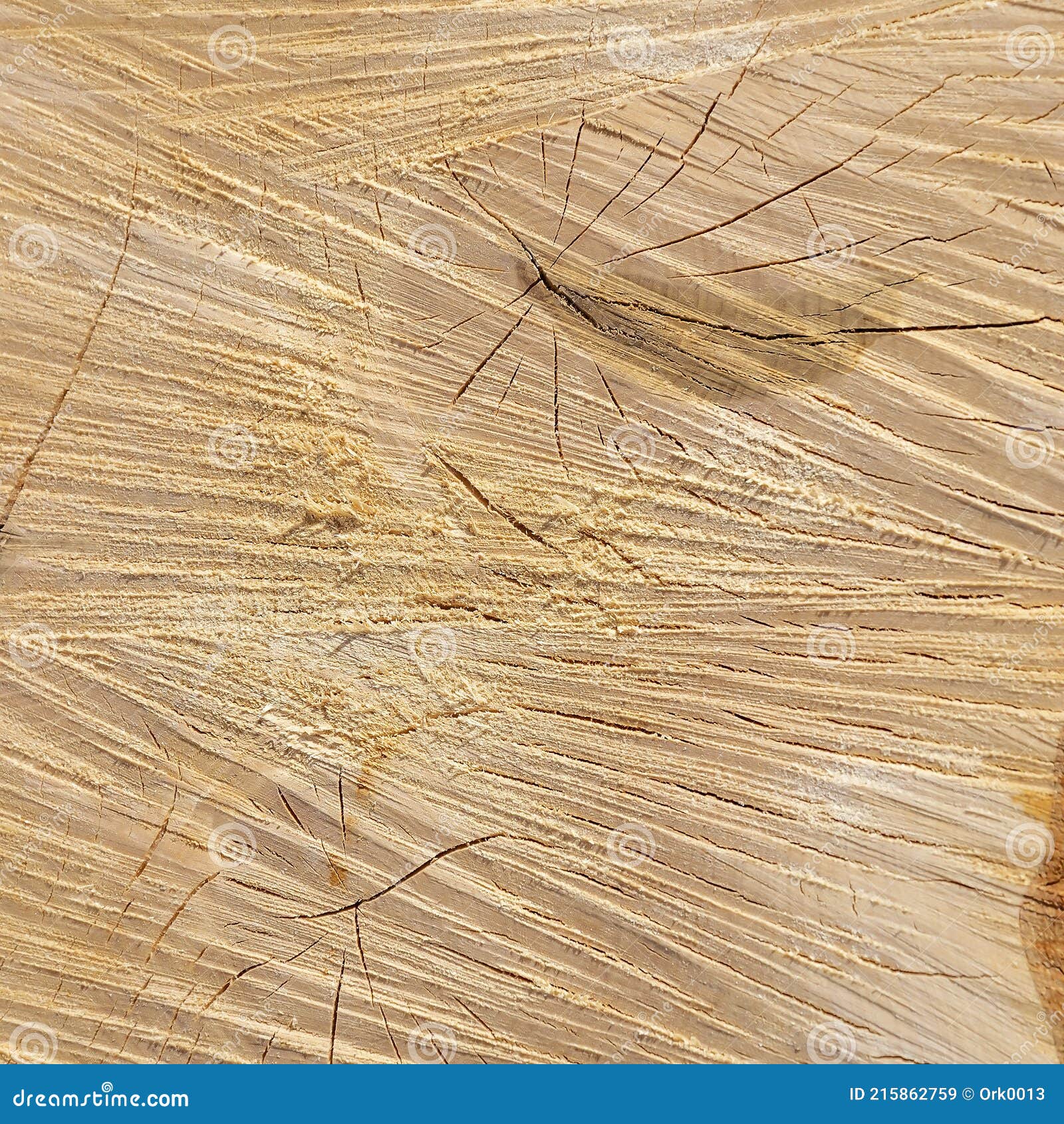Sawn wood texture stock image. Image of nature, bark - 215862759