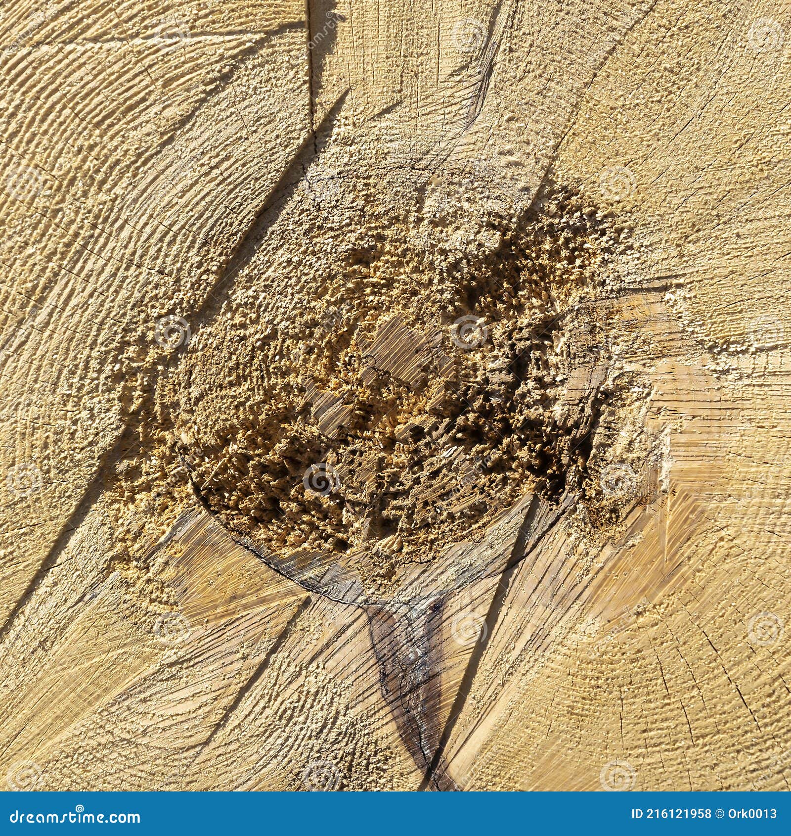 Sawn wood texture stock photo. Image of material, background - 216121958