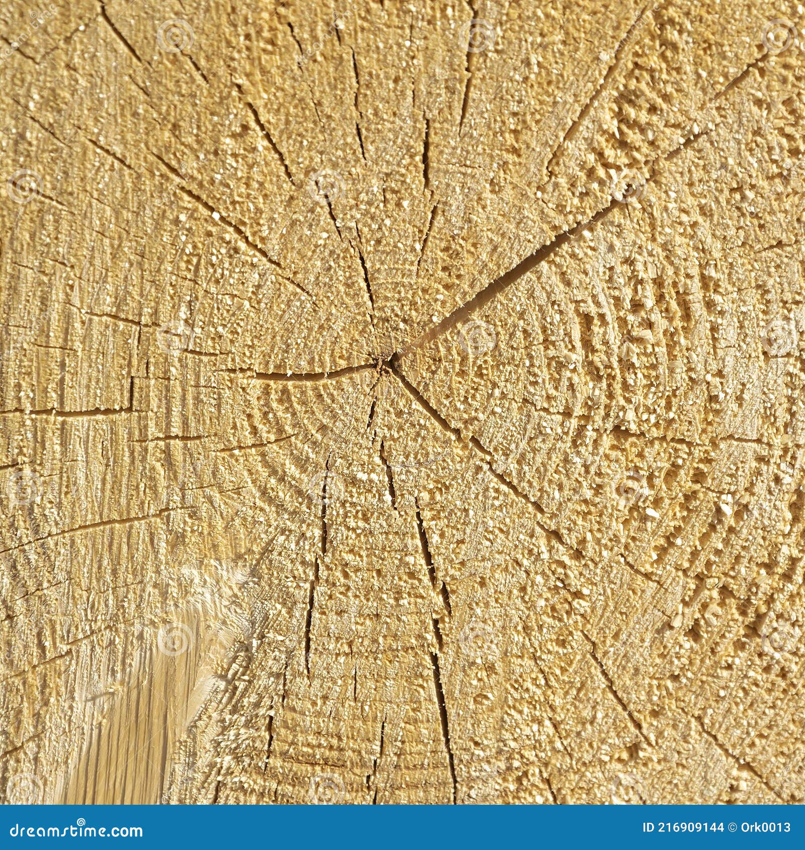 Sawn wood texture stock photo. Image of grain, organic - 216909144