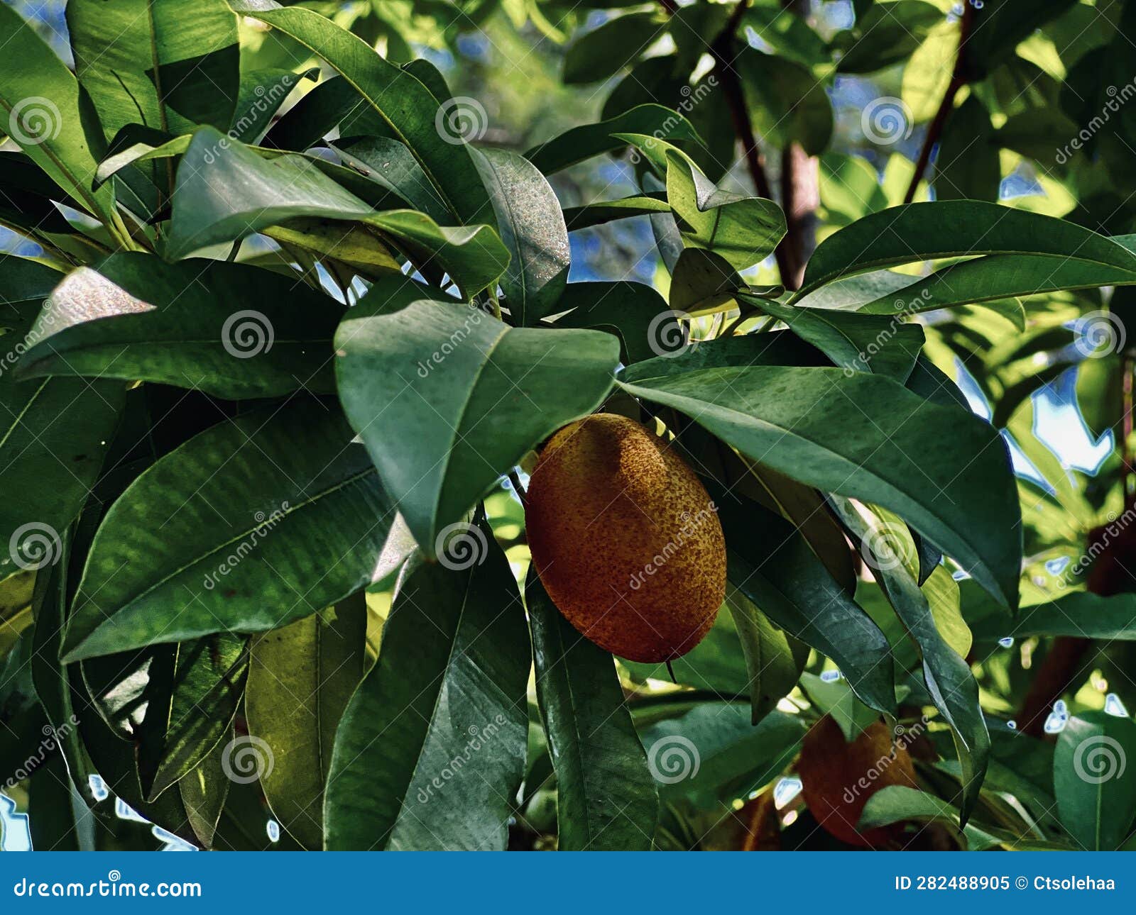 Tan fruit stock image. Image of sawo, sweet, ripe, fruit - 282488905