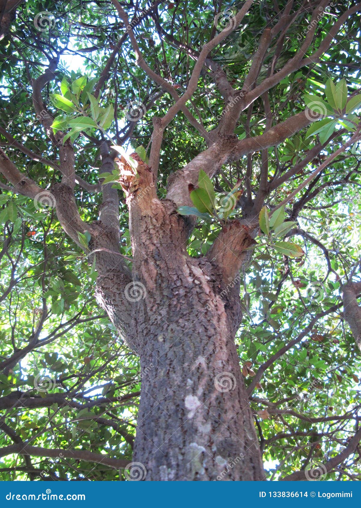 Sawo or Sapodilla Plant, Asian Tropical Fruit Stock Photo - Image of ...