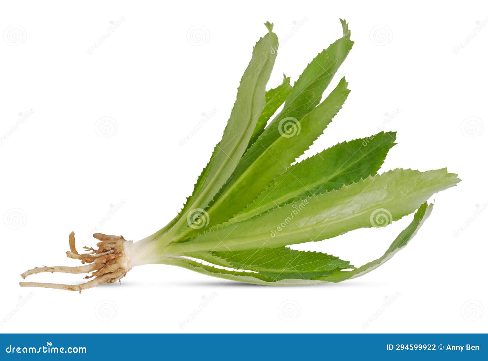 Sawtooth Coriander Isolated on White Background Stock Photo - Image of ...