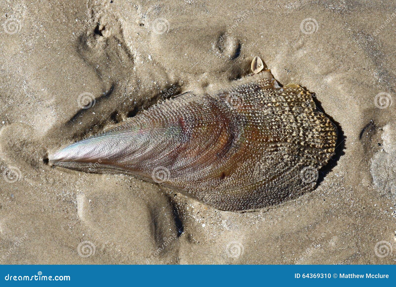 Sawtooth Pen Shell on Beach Stock Photo - Image of conchology, sawtooth ...