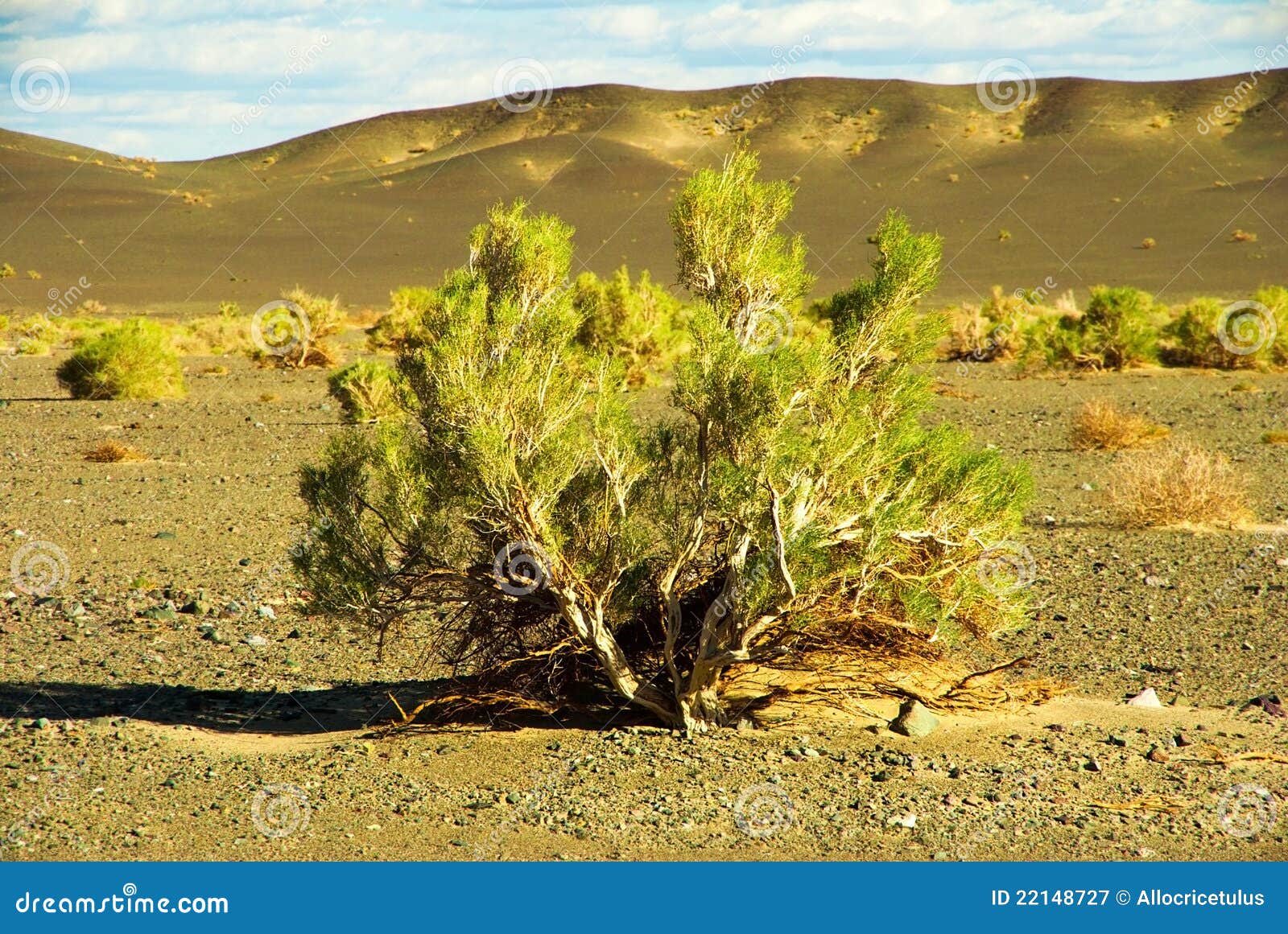 Saxaul stock image. Image of saxaul, mongolia, parched - 22148727