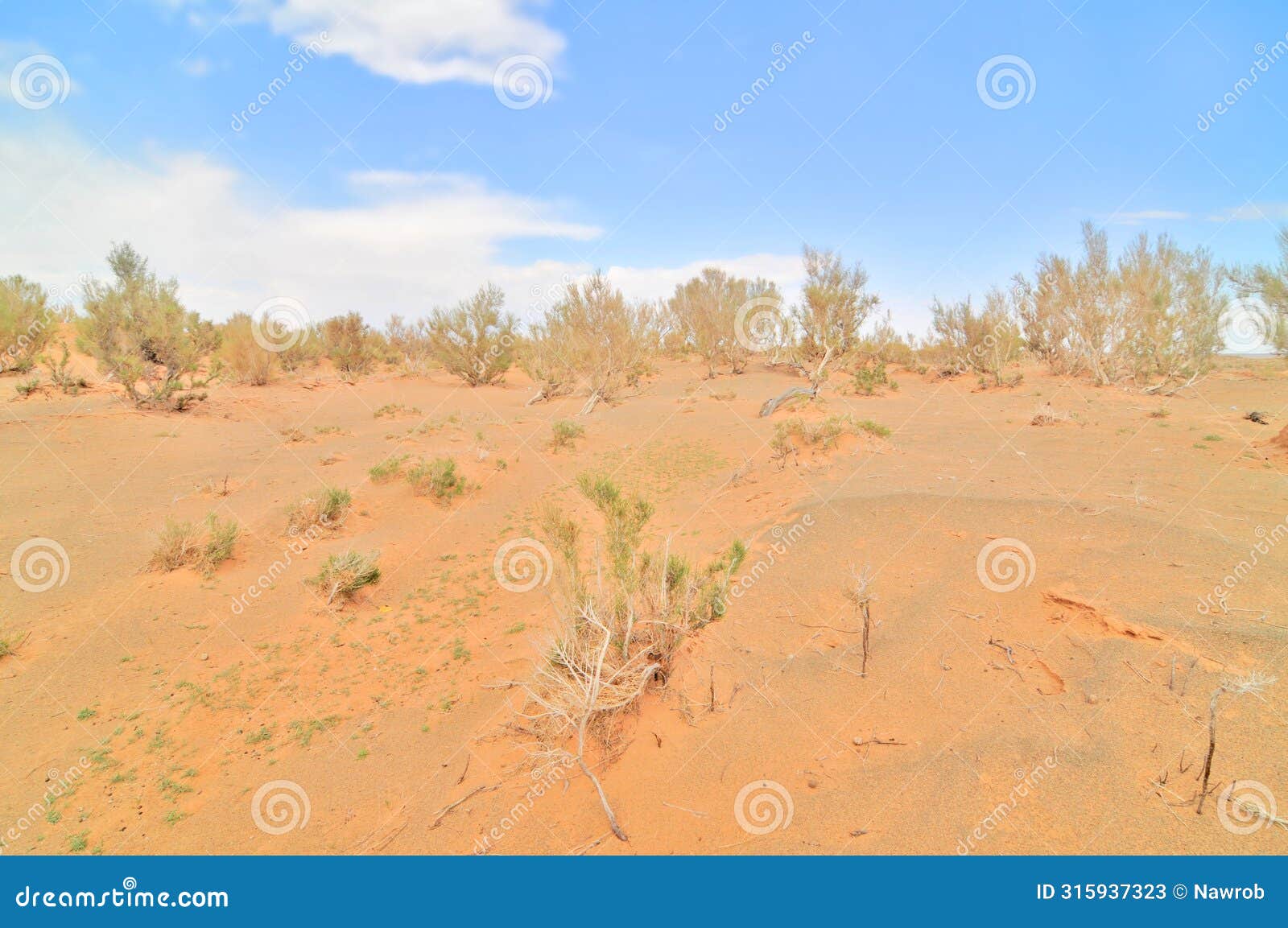 Saxaul tree on Desert Gobi editorial stock photo. Image of haloxylon ...