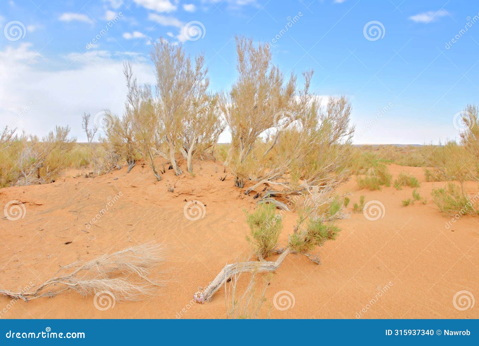 Saxaul tree on Desert Gobi editorial image. Image of asia - 315937340
