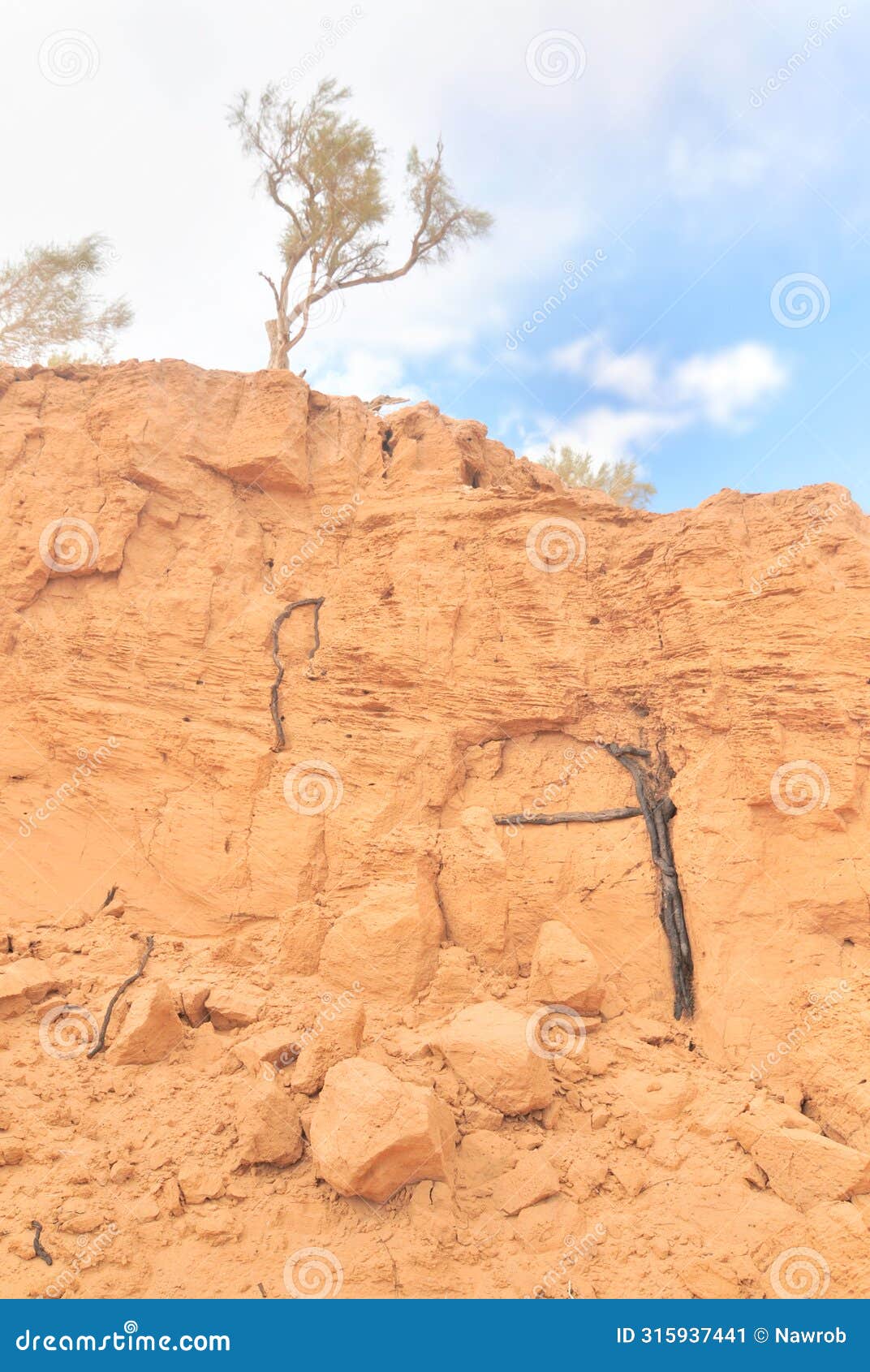 Saxaul tree on Desert Gobi editorial photo. Image of plant - 315937441