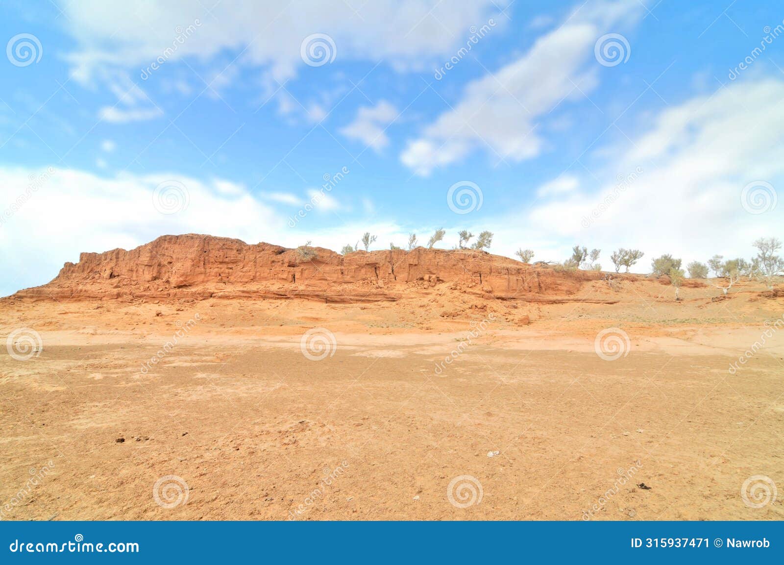 Saxaul tree on Desert Gobi editorial photo. Image of plant - 315937471