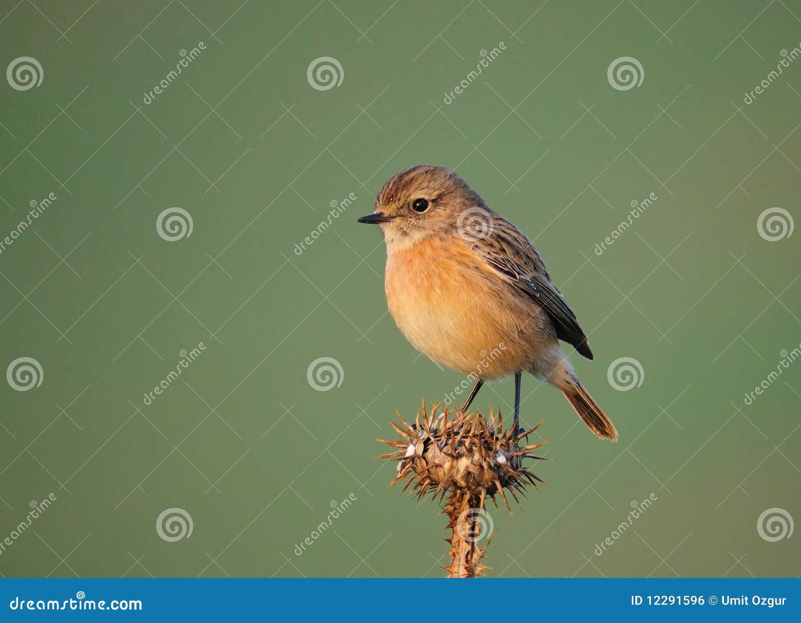 Saxicola torquata stock photo. Image of bayan, bearded - 12291596