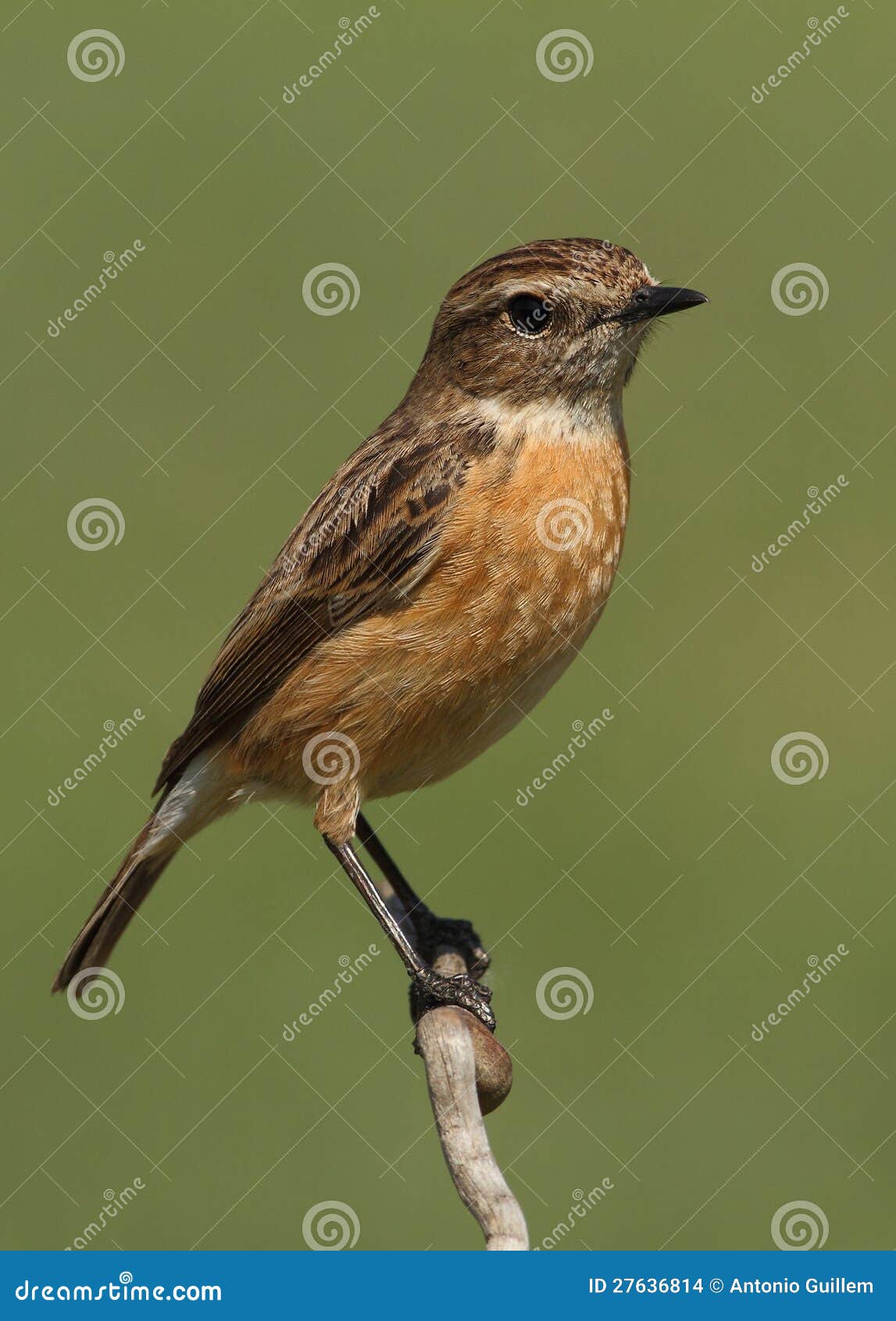 Saxicola Torquatus Common Stonechat Stock Photo - Image of common ...