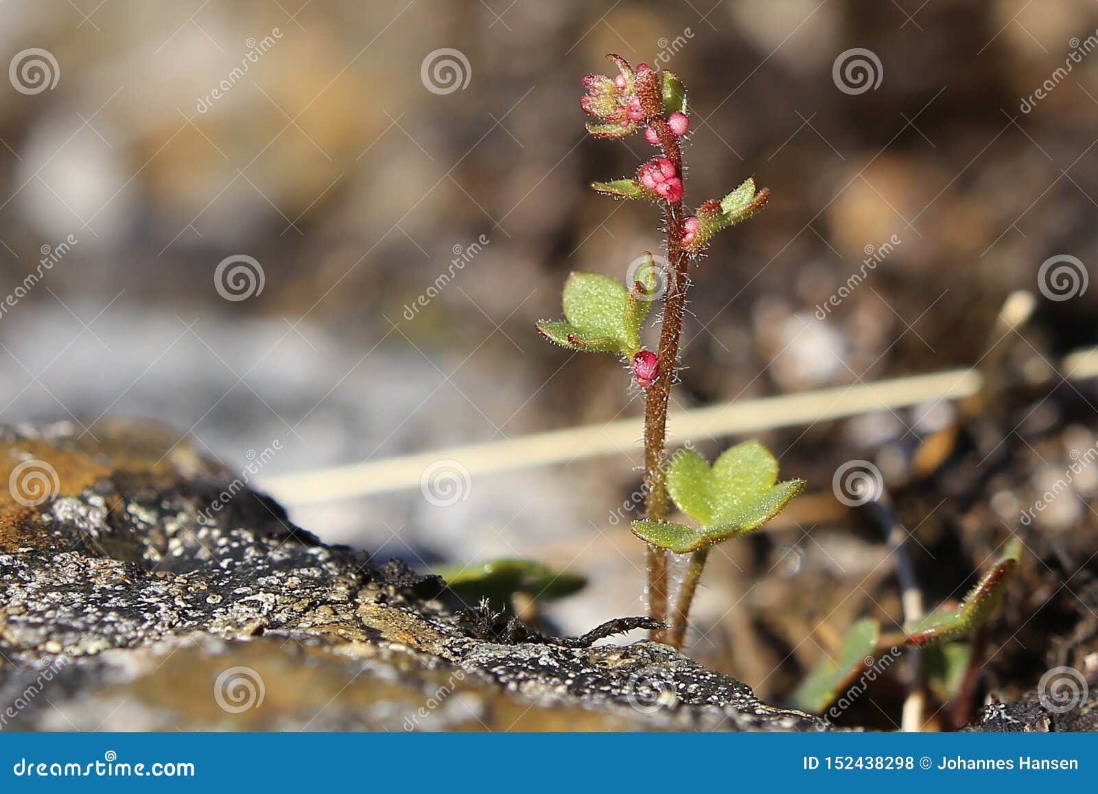 Saxifraga Cernua, the Drooping Saxifrage, with Buds Stock Photo - Image ...