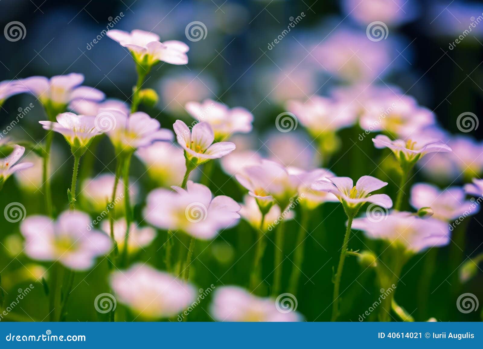 Saxifrage Blooming Closeup in the Garden Stock Image - Image of health ...