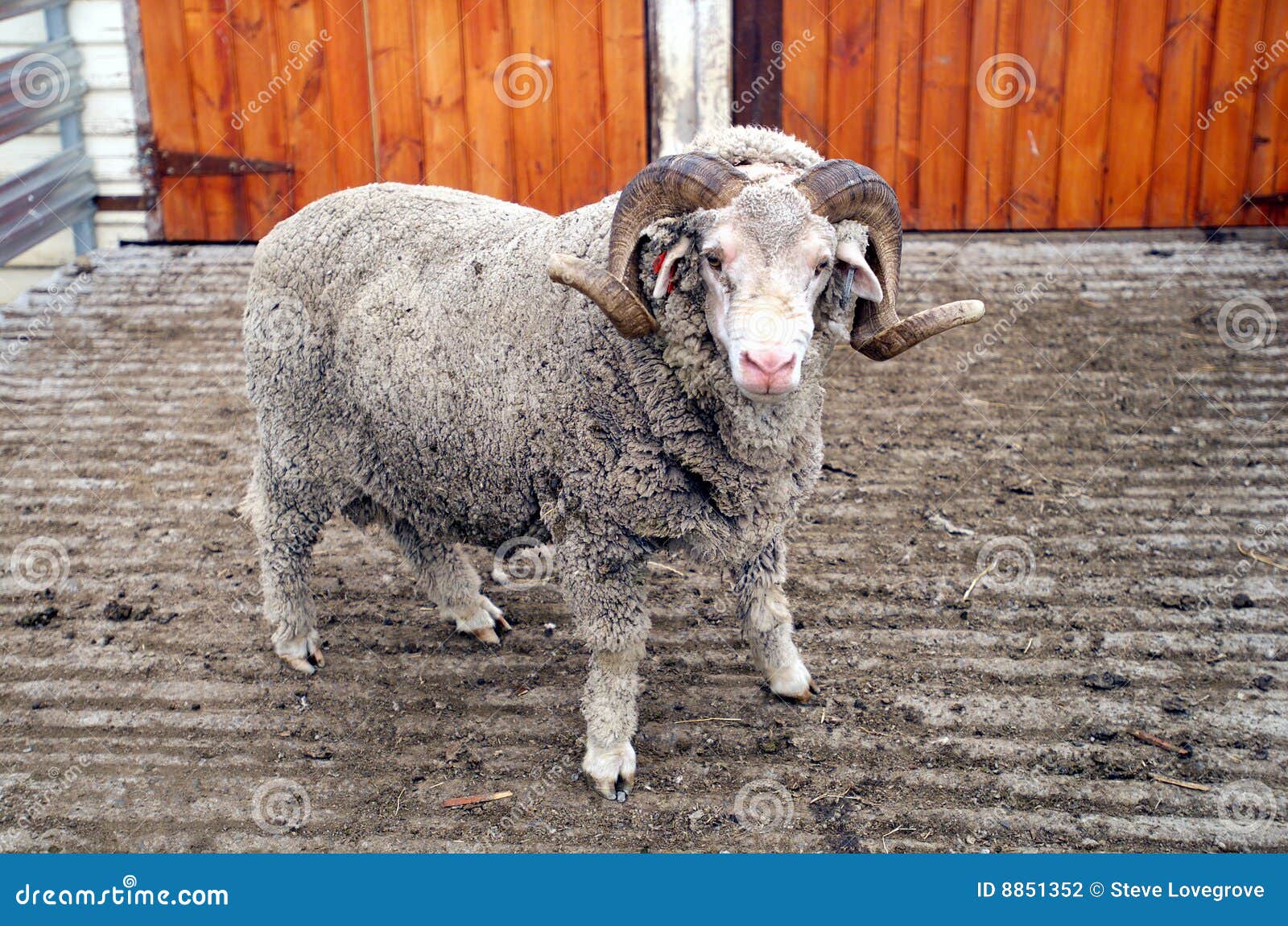 Saxon Merino Ram stock photo. Image of rural, agriculture - 8851352