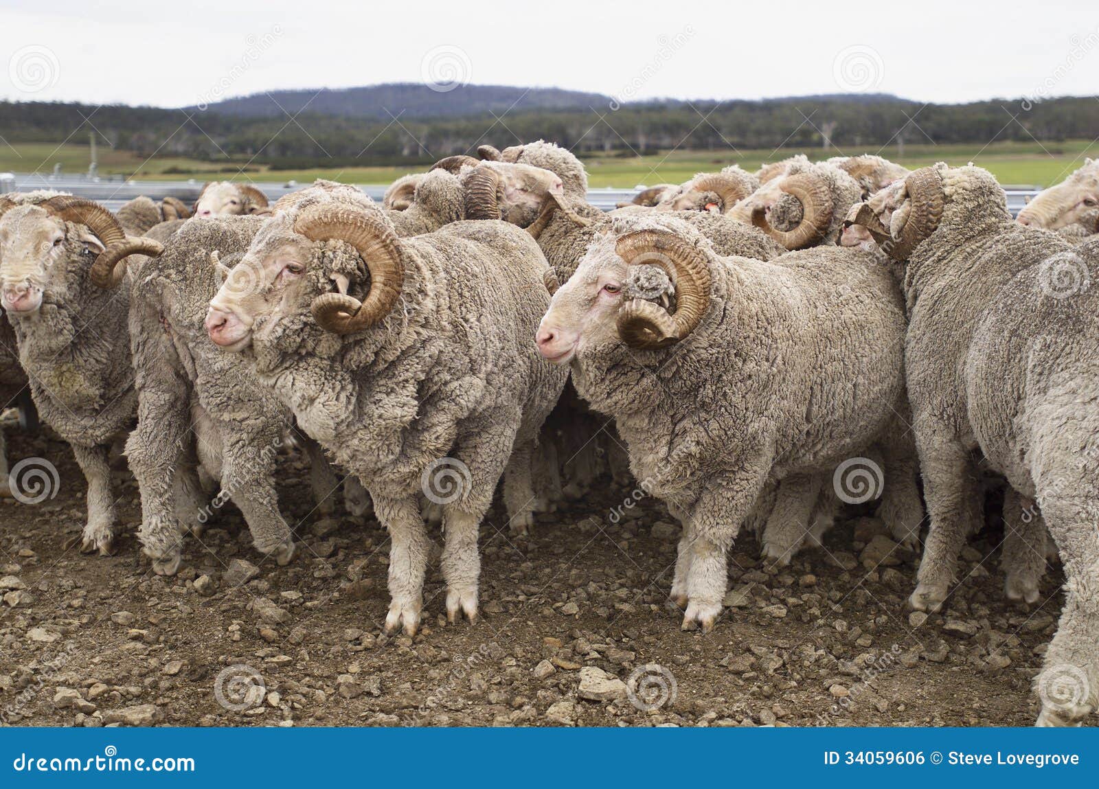 Saxon Merino Ram stock photo. Image of sheep, livestock - 34059606