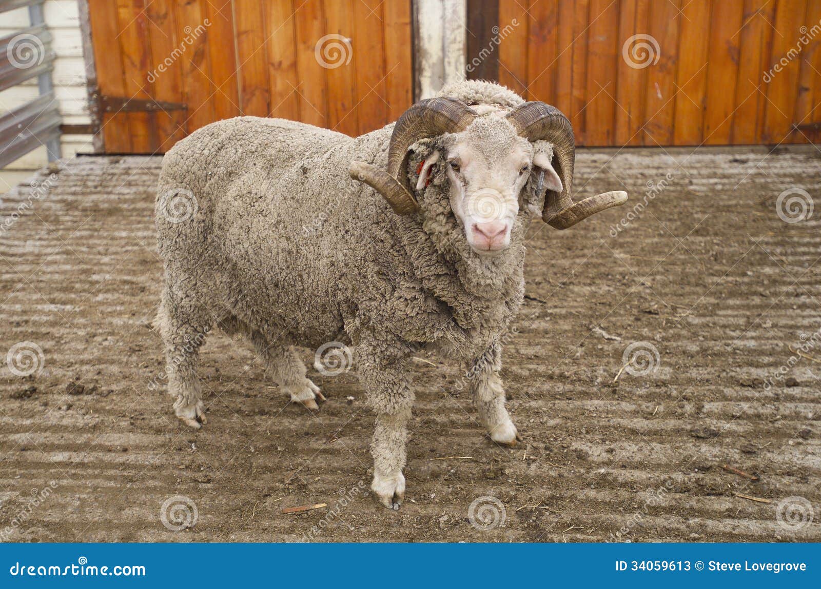 Saxon Merino Ram stock image. Image of tasmania, wool - 34059613