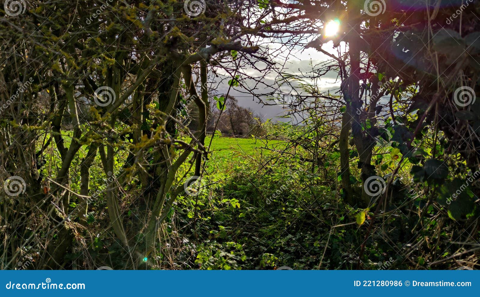 Saxon, Tree, Fence, Sun Bushes Pasture Stock Photo - Image of jungle ...