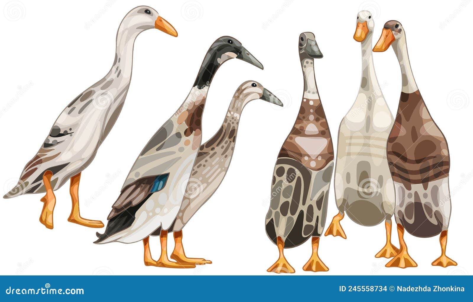 Runners Duck Stock Illustrations – 3 Runners Duck Stock Illustrations ...