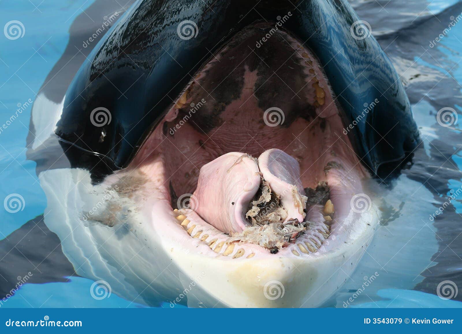 Say Ahhh stock image. Image of whale, orca, captive, looking - 3543079